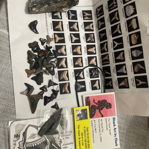 Make Yer Own Shark Art Kit Reef Shark | Etsy