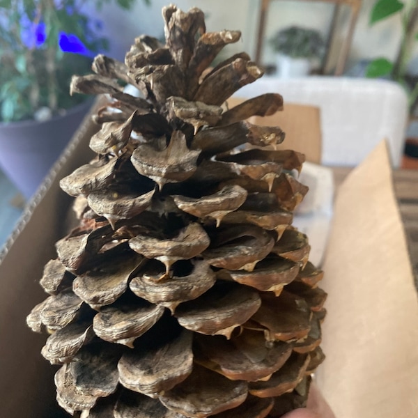 10 to 12 Large Pine Cones 5 to 6+ Inches - Etsy