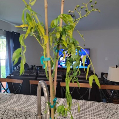 KING ORANGE 3ft Grafted Tree No Shipping Ca - Etsy