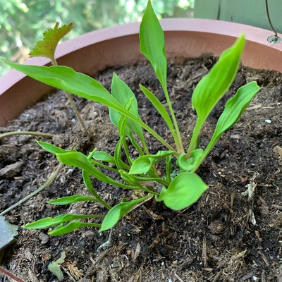 Live Hops Plants humulus Lupulus 3.5 Potted Plants - Etsy