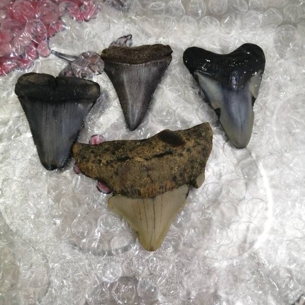 1 Large Authentic / Real / Extinct /fossilized Mysticeti Rib Bone With ...