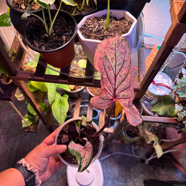 Pink Princess Symphony Caladium Live Bulb, Starter Plant for Spring ...