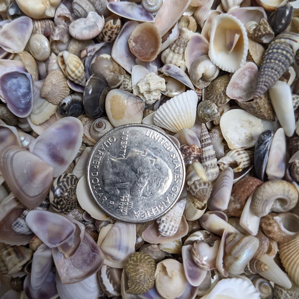 Small Shell Mix-1/4"-3/4”-tiny Shell Mix-craft Seashells-small ...