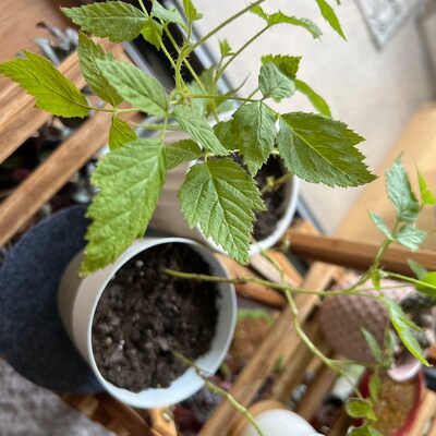 Fall Gold Raspberry Starter Plant Sweet Raspberries Yellow Berry Fruit ...