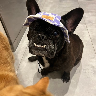 Dog Hat Bucket Hat Puppy Hat Dog Visor Sun Protection - Etsy