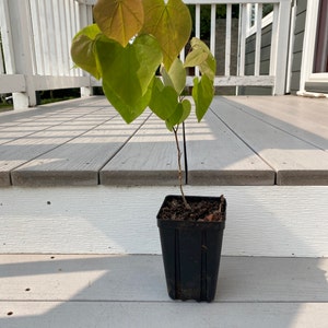 1 Eastern Redbud in a Quart Container - Etsy