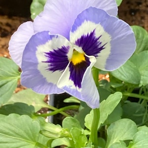 Black/white Velvet Lace Carnation Flower Seeds / Dianthus / - Etsy