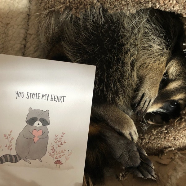 You Stole My Heart - Raccoon Valentine, Raccoon Card, Love Card ...
