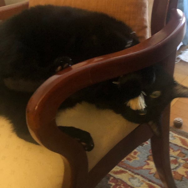 Twist Tie Toy, Natural Cat Toy, Cat Toss Toy, Twistie Toy, Toys for ...