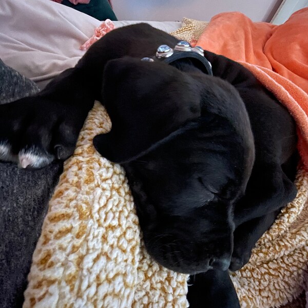 Lucky Dog Collar, Lucky Brand Dog Collar, Martingale Dog Collar. Bling ...