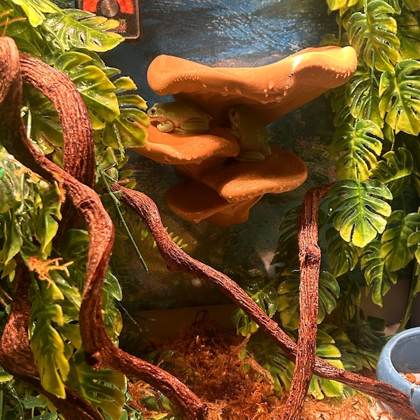 Multi-level Mushroom Ledge Hanging for Crested Geckos, Tree Frogs ...