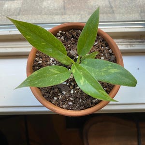 Alocasia tiny Dancer Starter Plant ALL STARTER PLANTS Require You to ...