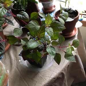 Arrowhead Houseplant Syngonium - Etsy