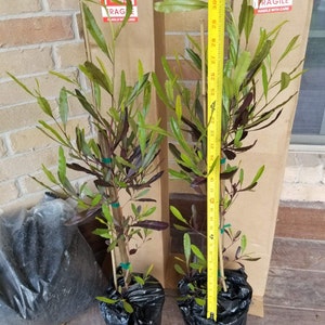 Geffner Atemoya 1 Plant 2 to 3 Feet Tall Ship in 3gal Pot - Etsy