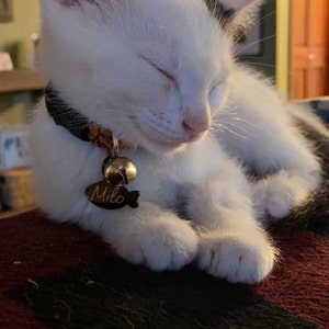 Cat ID Tag With Cat Name Tag ID Tag for Cats Stainless Steel Fish Tag ...