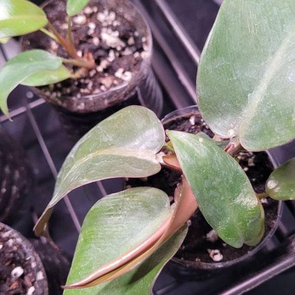 Philodendron Royal Queen Starter Plant ALL STARTER PLANTS Require You ...