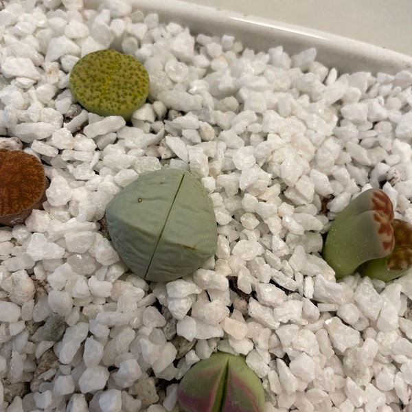 Limited Rare Lithop Succulent Gibbaeum Heathii / Lithops Living Stone ...