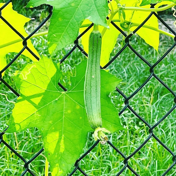 35+ Organic Loofah Seeds | Luffa | Edible Squash | Sponge Harvest | Non ...