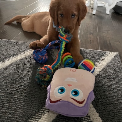 Double Pup Parcel Doggy Gift Box EIGHT Toys/treats - Etsy