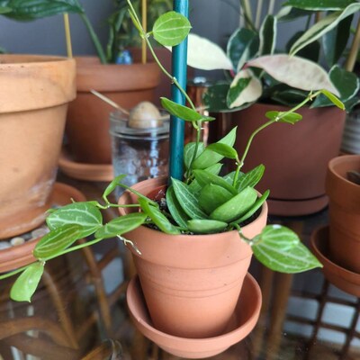 Ludochilus Sea Turtles Jewel Orchid - Etsy