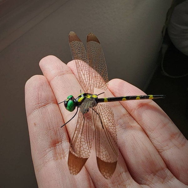 Cicada,4 Colors/1set, Bug Magnet, Handmade Clay Magnet Insect Figurine ...