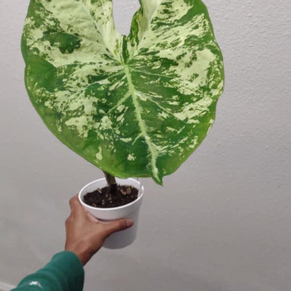 Caladium 'mint Julep' Size #1( 1 Bulb/larger 1-1/2" to 2-1/2") **new ...