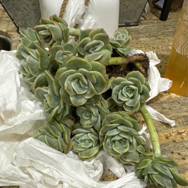 4,5"echeveria Pushke Rare Korean Succulent - Etsy