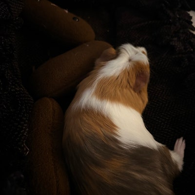 Wombat Stuffed Animal Handmade Plush Soft Toy Doll Cute - Etsy