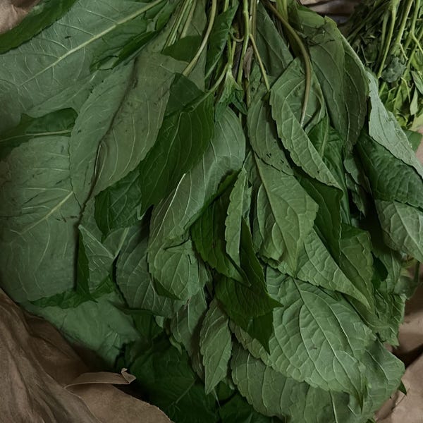 Green SEEDS (african Spinach, Efo Tete, Callaloo, Amaranthus Hybridus ...