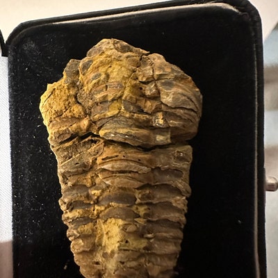 Insects in Copal, Quaternary Period, up to 2.5 Million Years Old - Etsy UK