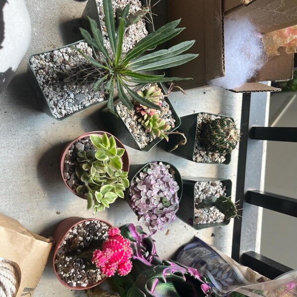 Variegated Baby Sun Rose, Ice Plant, Pink Succulent, Rare Plant in 2, 4 ...