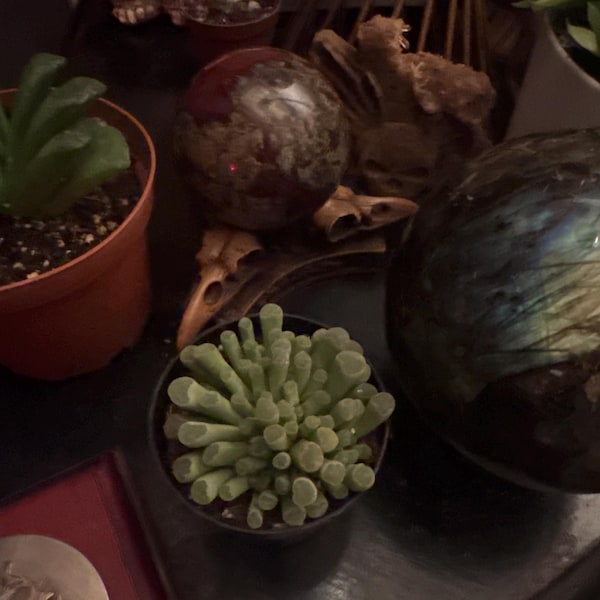 Baby Toes | 2.5 Inch | Fenestraria Rhopalophylla | Mimicry Plants ...