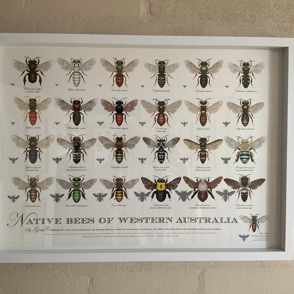 Native Bees of Queensland Poster (third Edition) - Etsy Australia