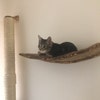 Cat Privacy Compartment W/ Paw Scratcher - Etsy