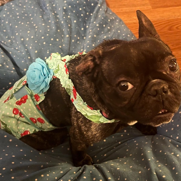 FRENCH BULLDOG DIAPER i'm Feelin' Daisy Suspender Bitch Britches Heat ...