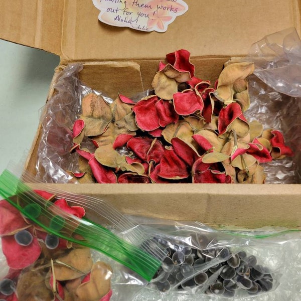 Mgambo Seeds Undrilled - Etsy