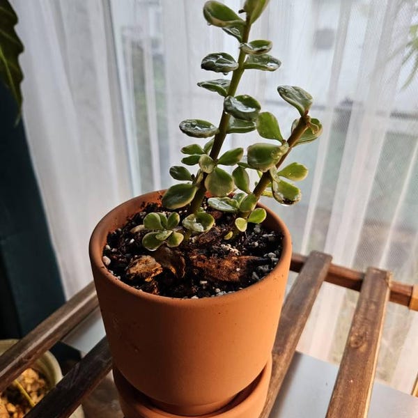 SUPER SALE Variegated Pink Elephant Bush Portulacaria Afra Variegata ...