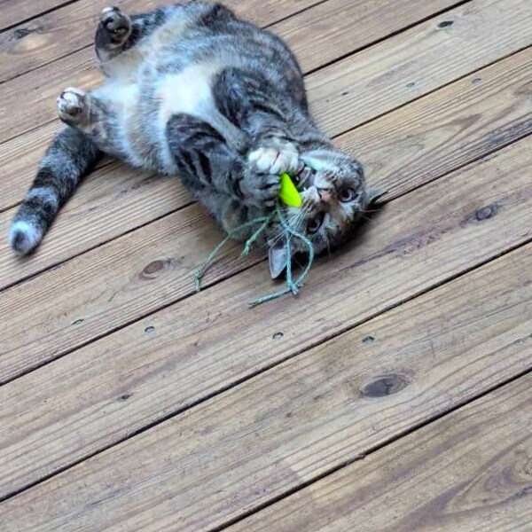 Cat Scent Enrichment Kit 13 Herbs Improve Wellbeing Cat Toy Cat Gift ...