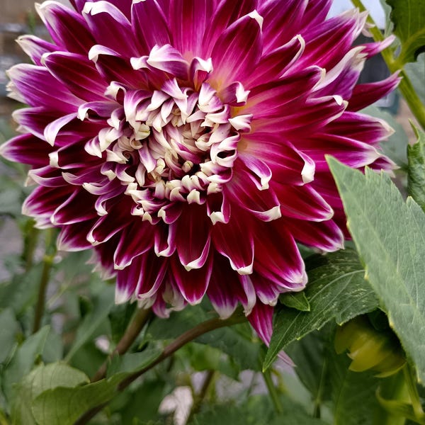 Sam Hopkins Dahlia Tuber - Etsy