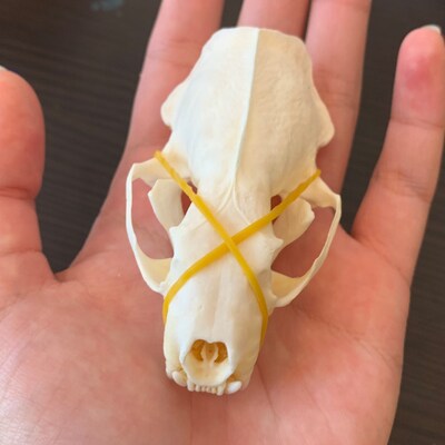 Exquisite Real Mink Skull Bone Specimen After Cleaned and Bleached - Etsy