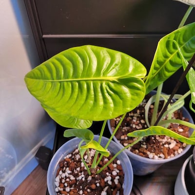 Sale Maui Hawaii Turmeric Olena 6pcs Either Grow It or Eat It : Organic ...