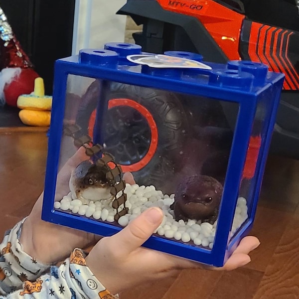 SQUISHY Desert Rain Frog. Cute Butt Frog Fidget Weirdcore Desk Toy for ...