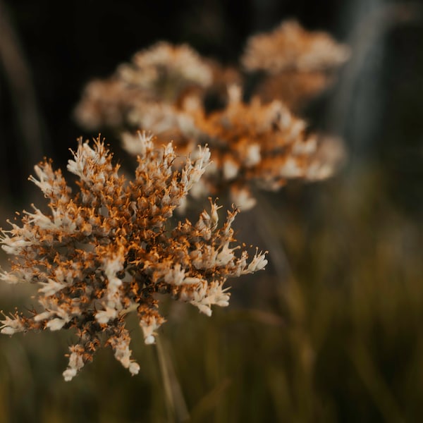 20 Moody Lightroom Presets. for Desktop and Mobile. 20 Different ...