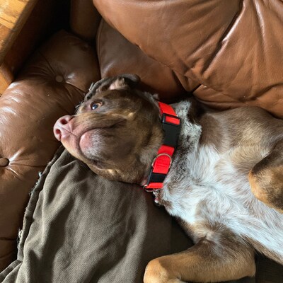 Solid Color BREAKAWAY Safety Dog Goat Pig Sheep Collar Many - Etsy