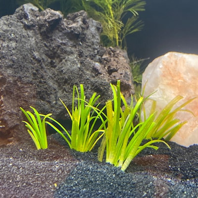 15x Dwarf Sagittaria Subulata Dwarf Sag Live Aquarium Plants - Etsy
