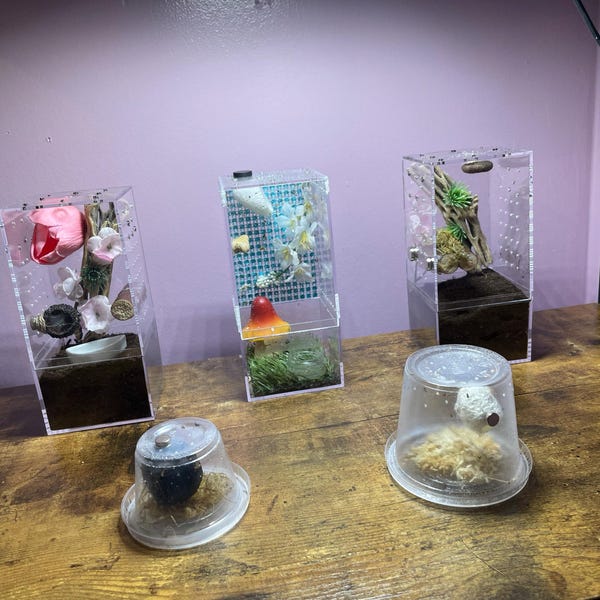 Luna Moth Spider Hide - Etsy