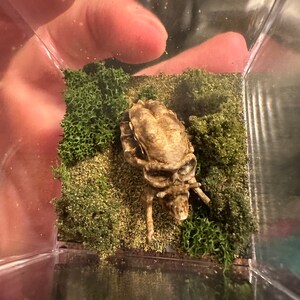 Bog Creature 2 Inch Decorative Diorama Cube - Etsy