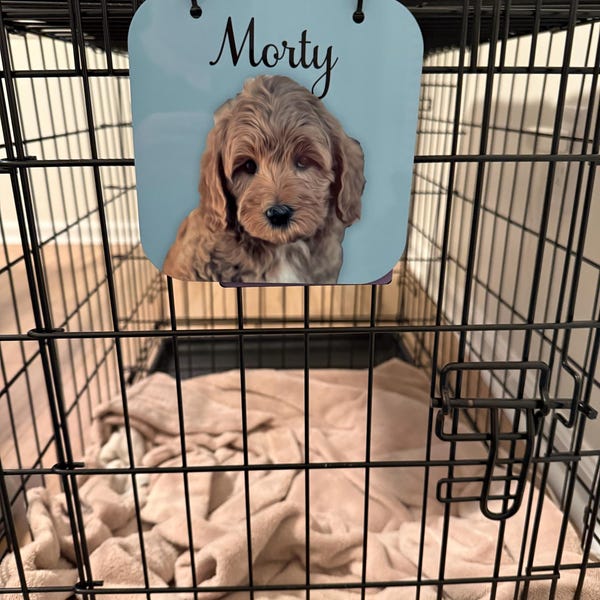 Guinea Pig Name Tag, Guinea Pig Accessories, Guinea Pig Cage ...