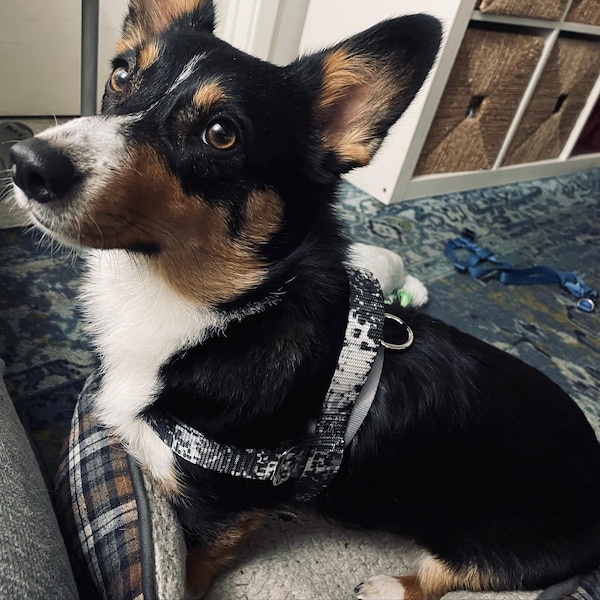 Custom Corgi Harness: Easy On, Reclaimed Seat Belt Webbing, USA Made - Etsy