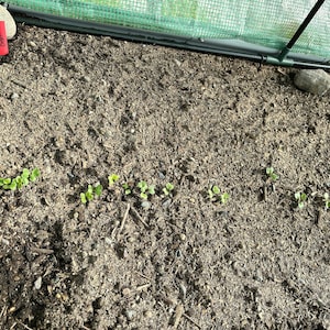 15 Heirloom Chinese Redbud Tree Seeds. USA Beautiful Pink - Etsy